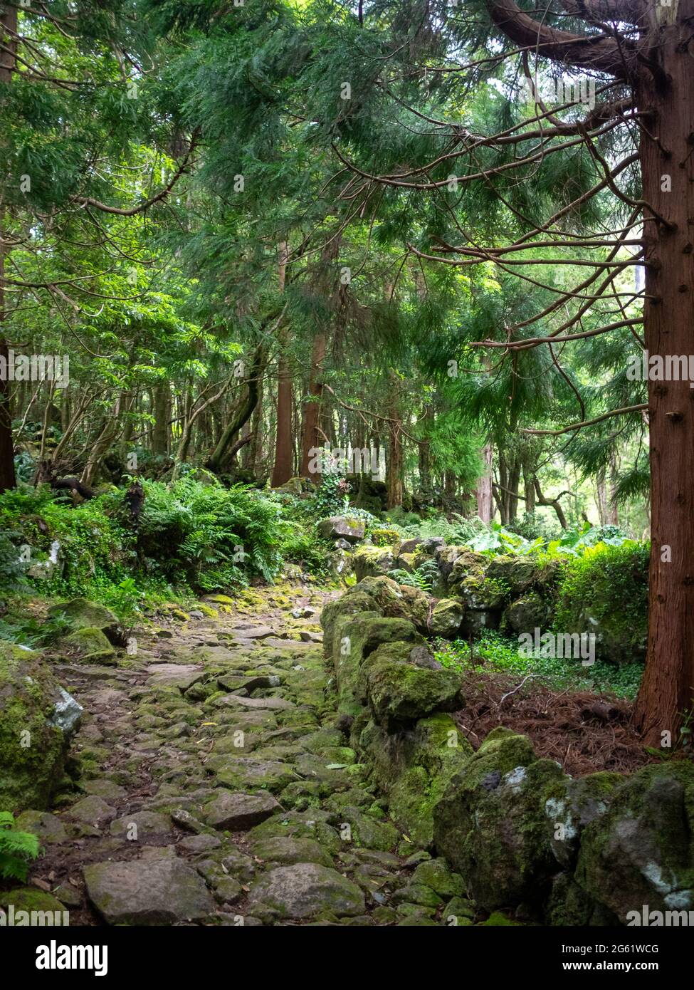 Stone path below the pine trees Stock Photo - Alamy