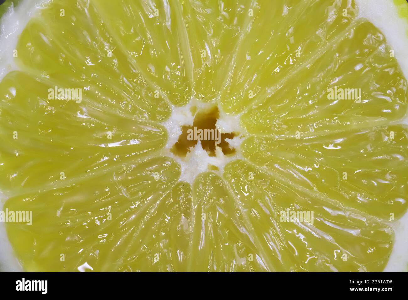 Macro detail closeup of yellow slice citrus fruit pulp with juice sacs ...