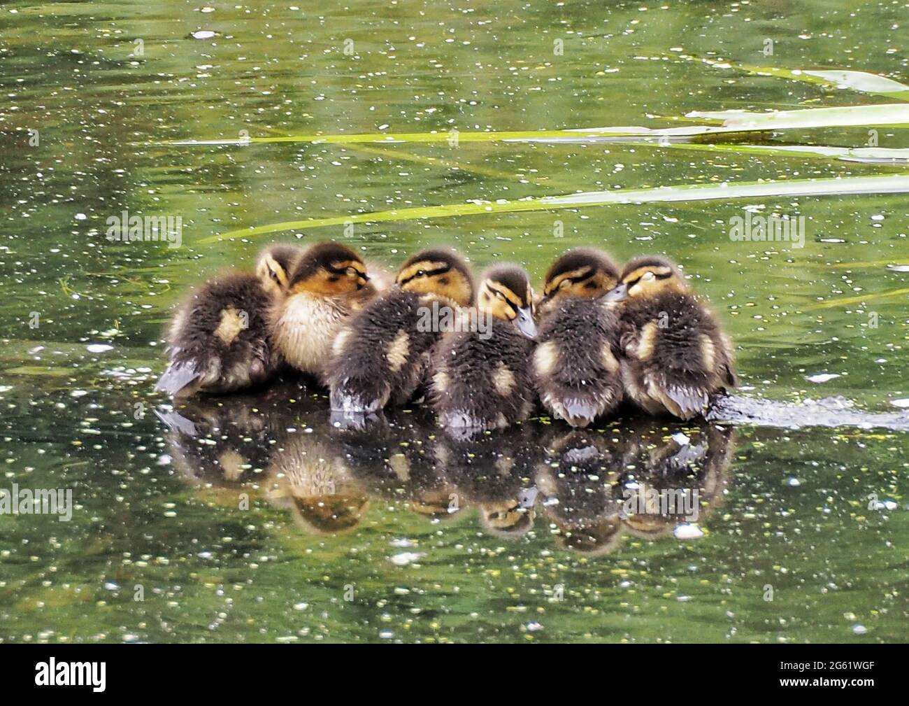Ducklings brood hi-res stock photography and images - Alamy