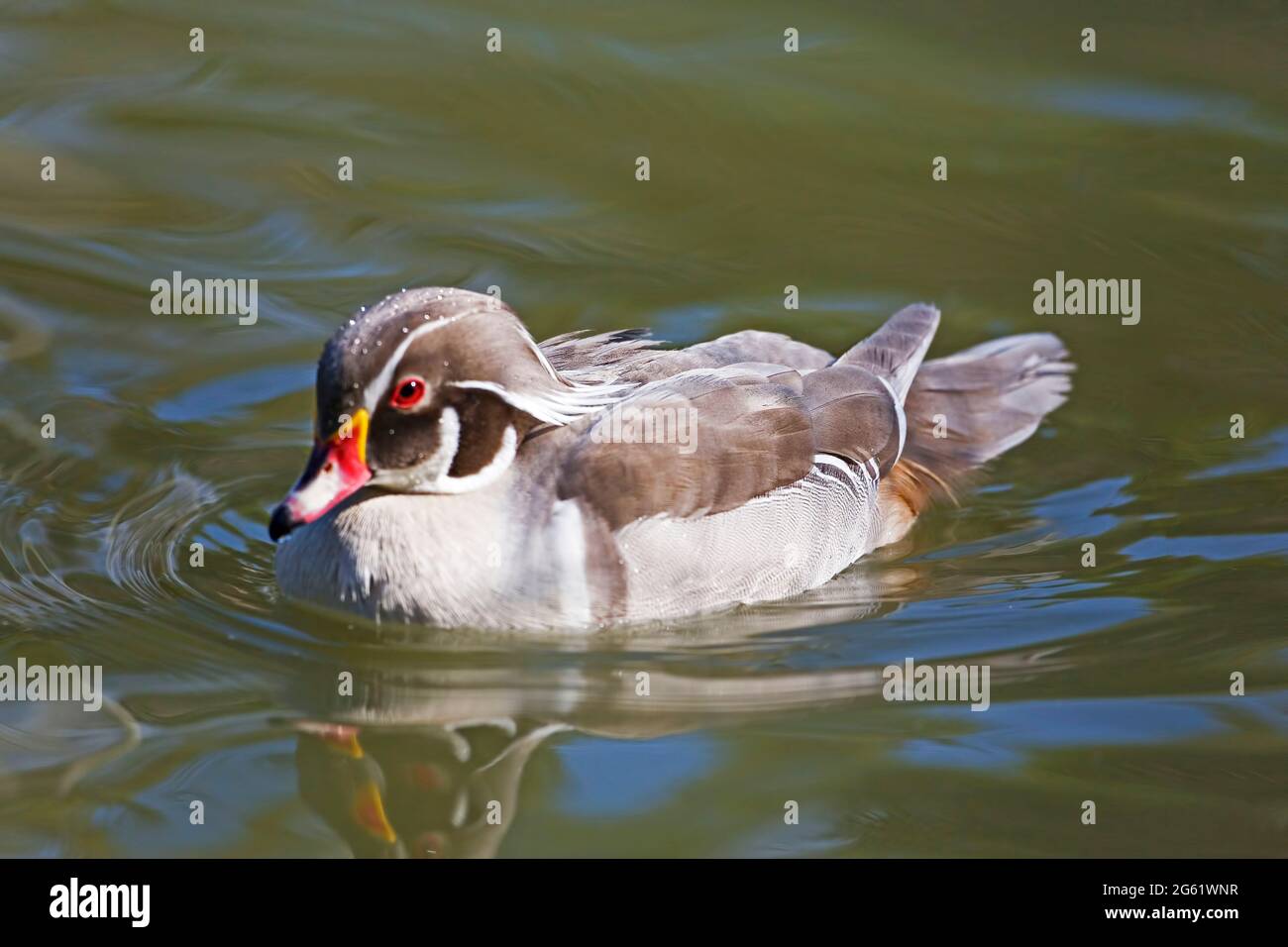 A Blond Wood Duck, Aix sponsa, a color mutation Stock Photo - Alamy