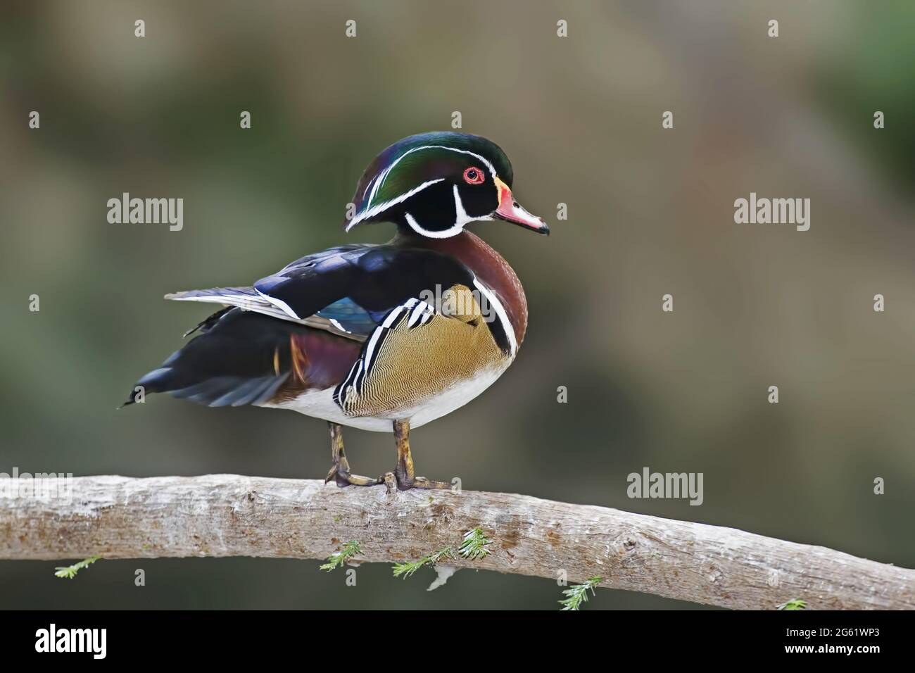 A Male Wood Duck, Aix sponsa, perched on a log Stock Photo - Alamy