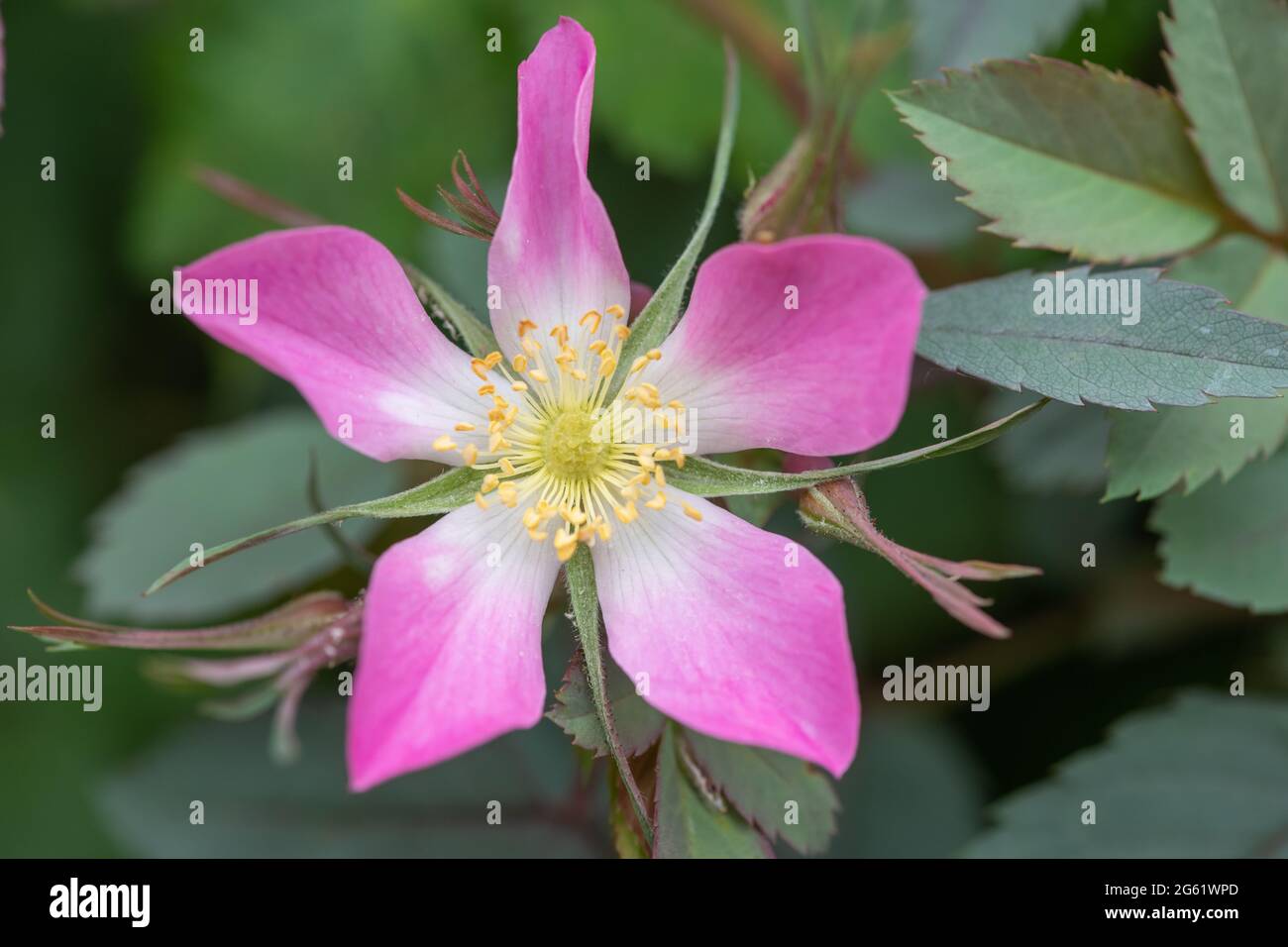 Close up of a red leaved rose (rosa glauca) flower in bloom Stock Photo ...