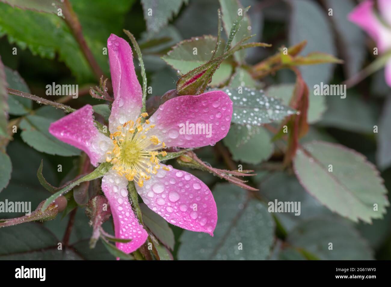 Close up of a red leaved rose (rosa glauca) flower covered in water ...
