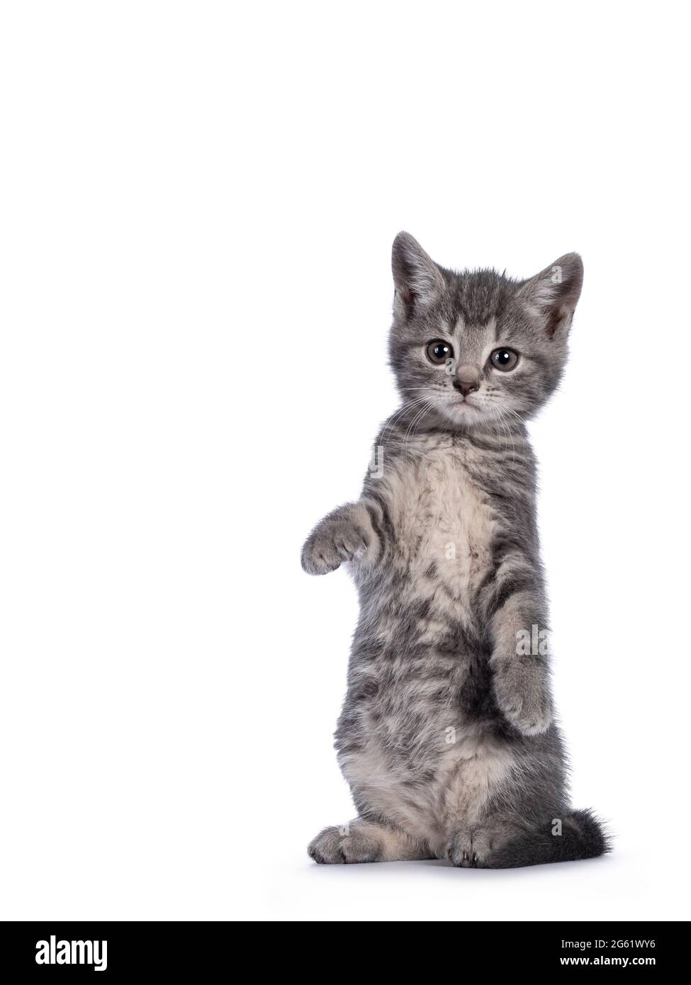 Cute grey farm cat kitten, standing on hind paws like meerkat. Looking ...
