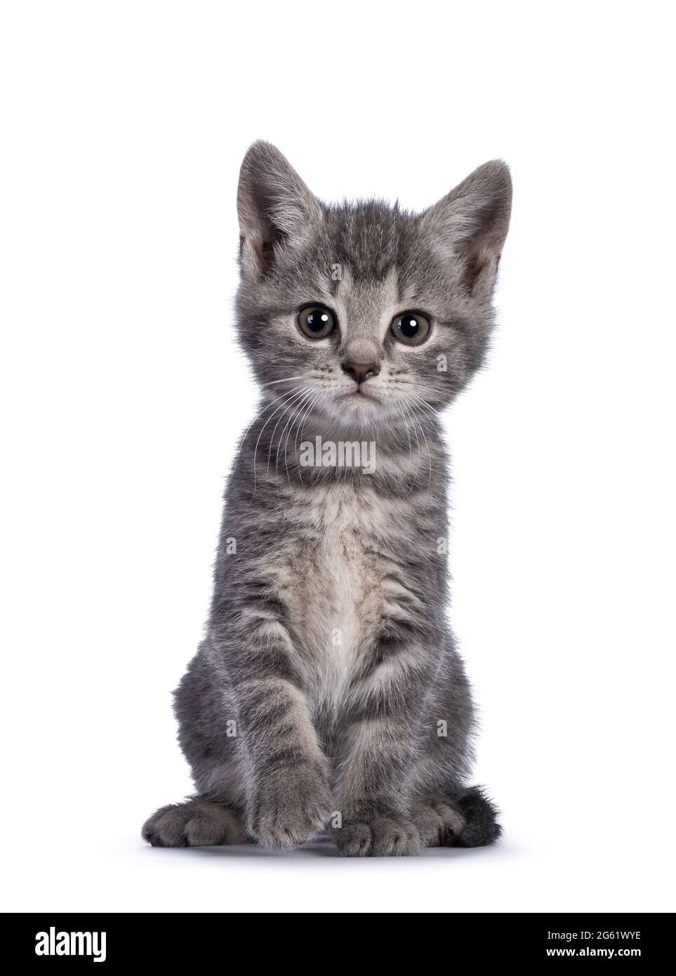 Cute grey farm cat kitten, sitting up facing front. Looking towards ...