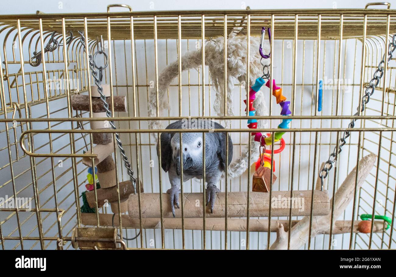 Large gray parrot of the Jaco breed in a cage Stock Photo - Alamy