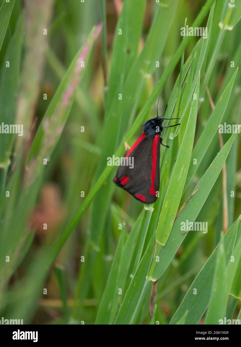 Black And Red Moth