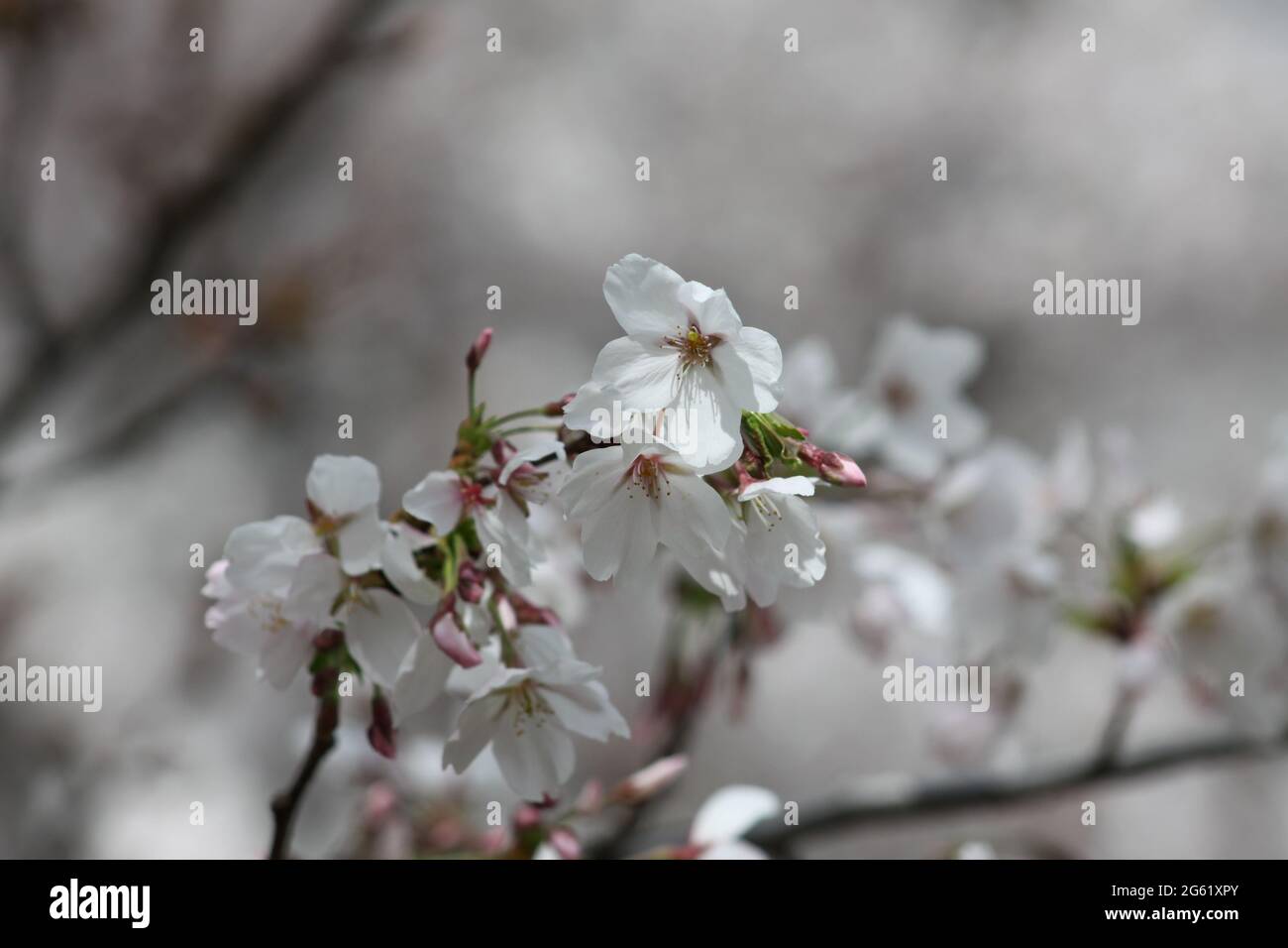 Japanese cherry in bloom close-up view of it Stock Photo - Alamy