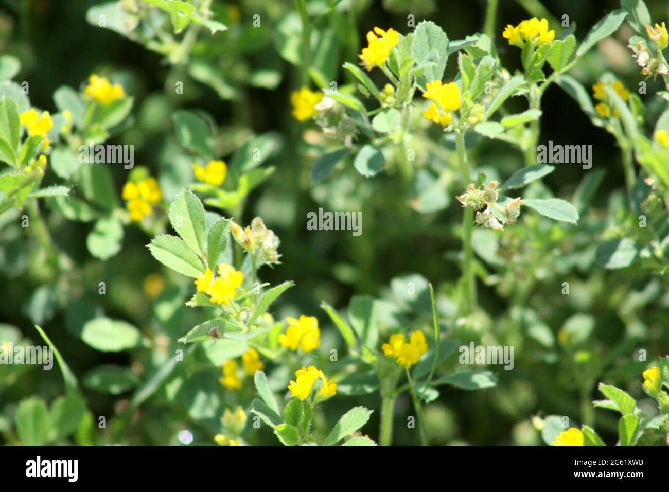 Lesser trefoil hi-res stock photography and images - Alamy