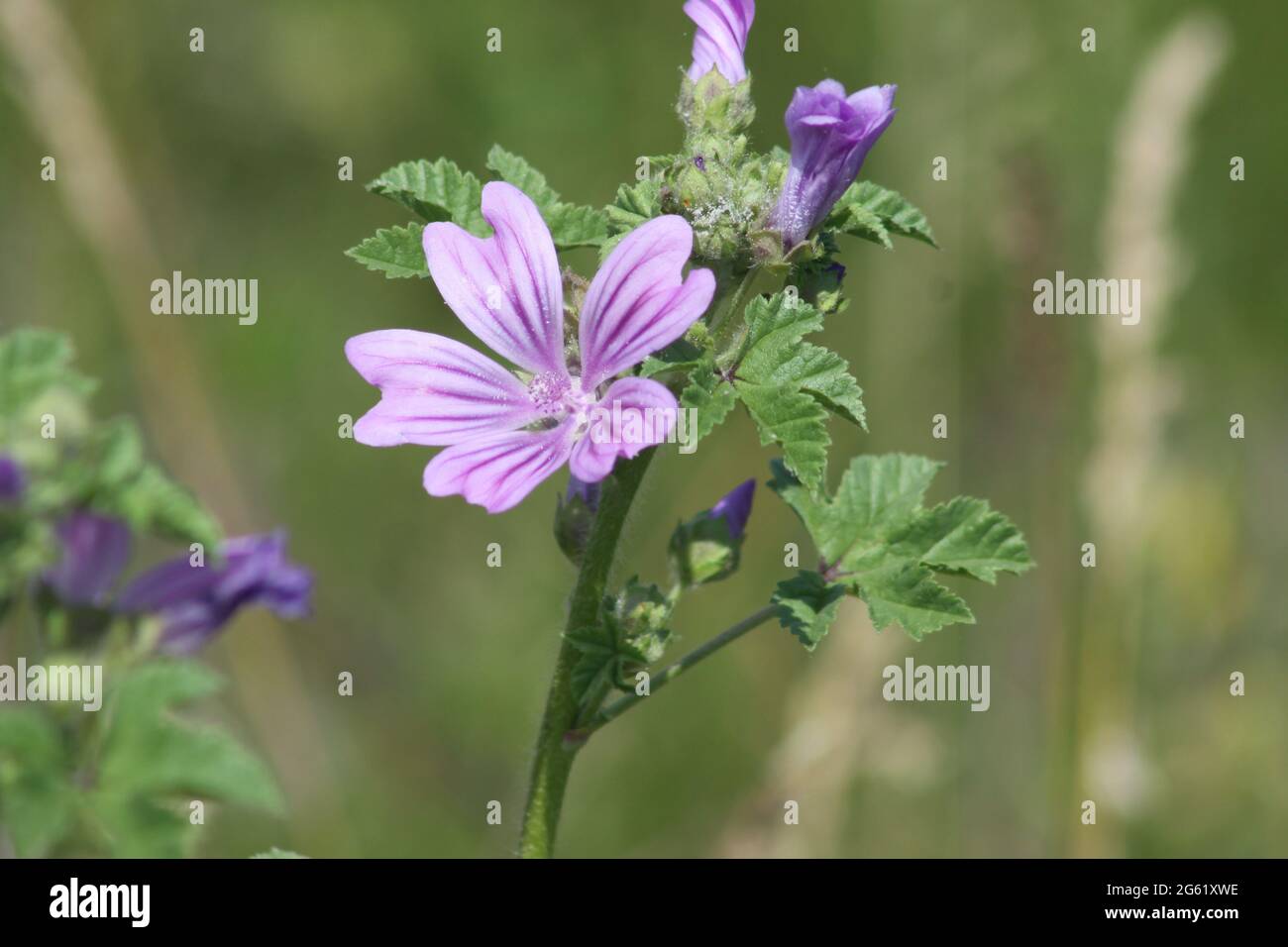 Common mallow in bloom close-up view of it Stock Photo - Alamy