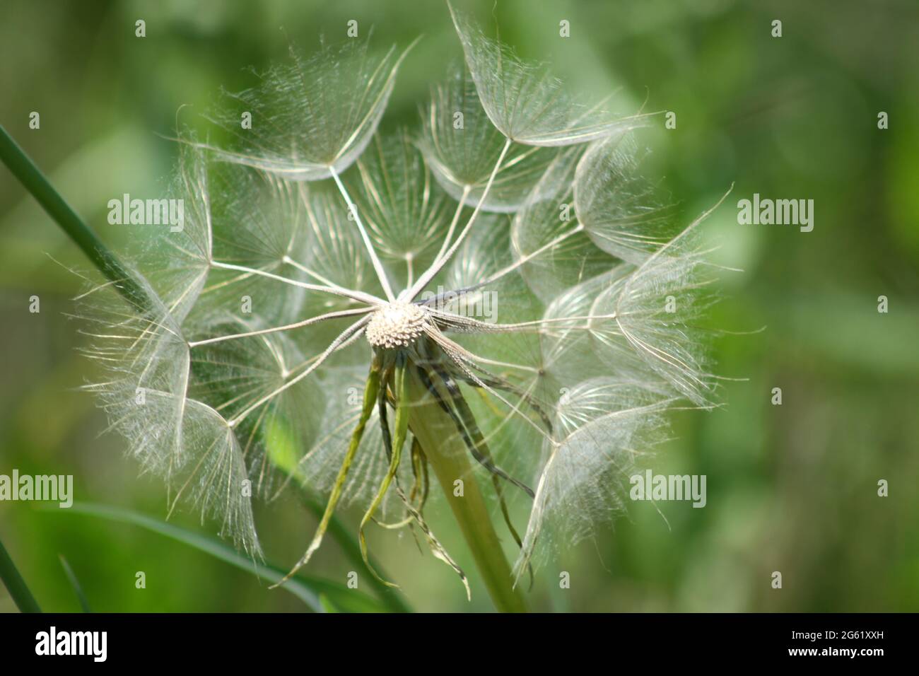 yellow salsify seeds close-up view with green in background Stock Photo ...