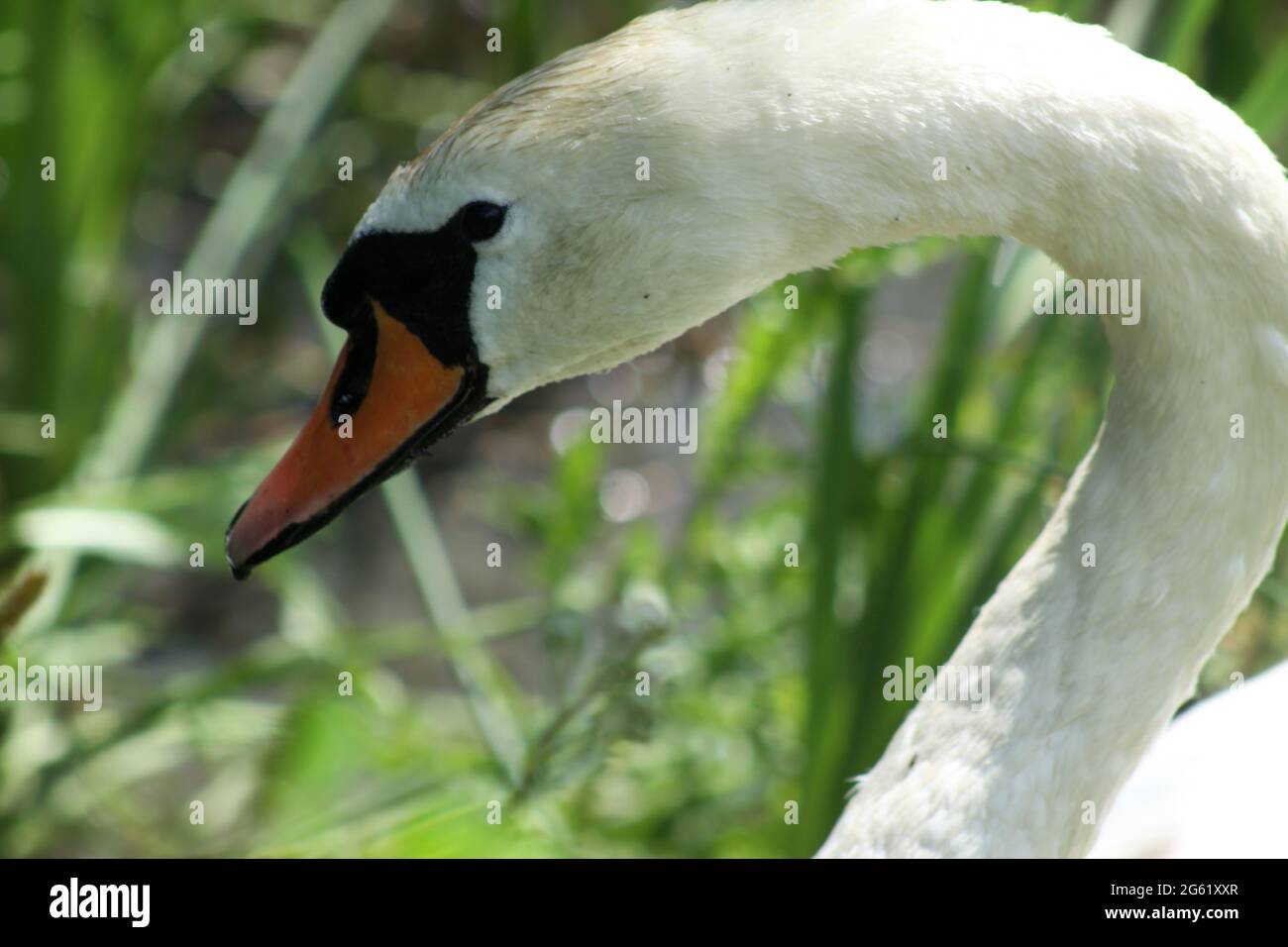 A swan head side view close-up with green plants in background Stock ...