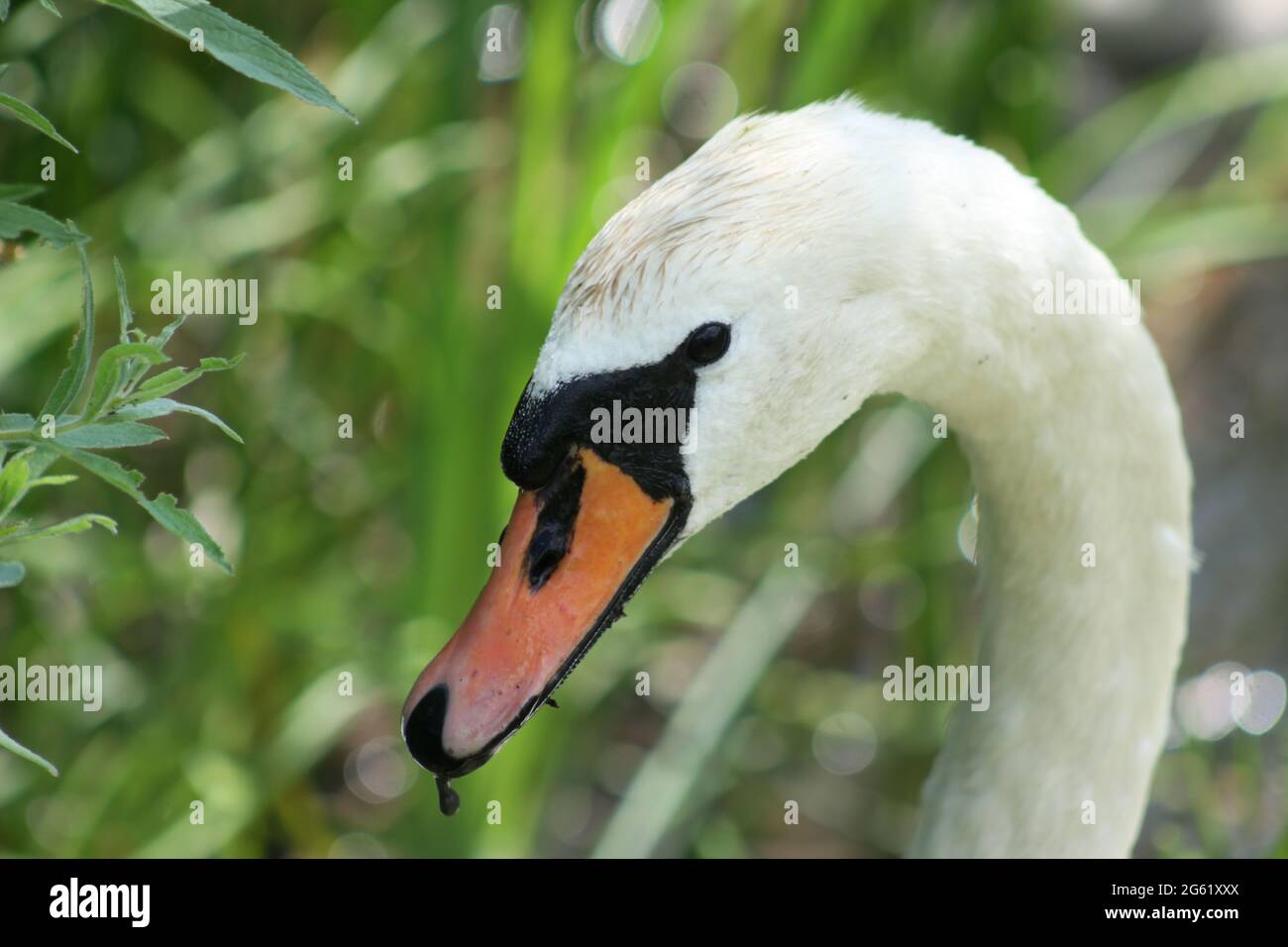 White swan head and neck on blue background hi-res stock photography ...
