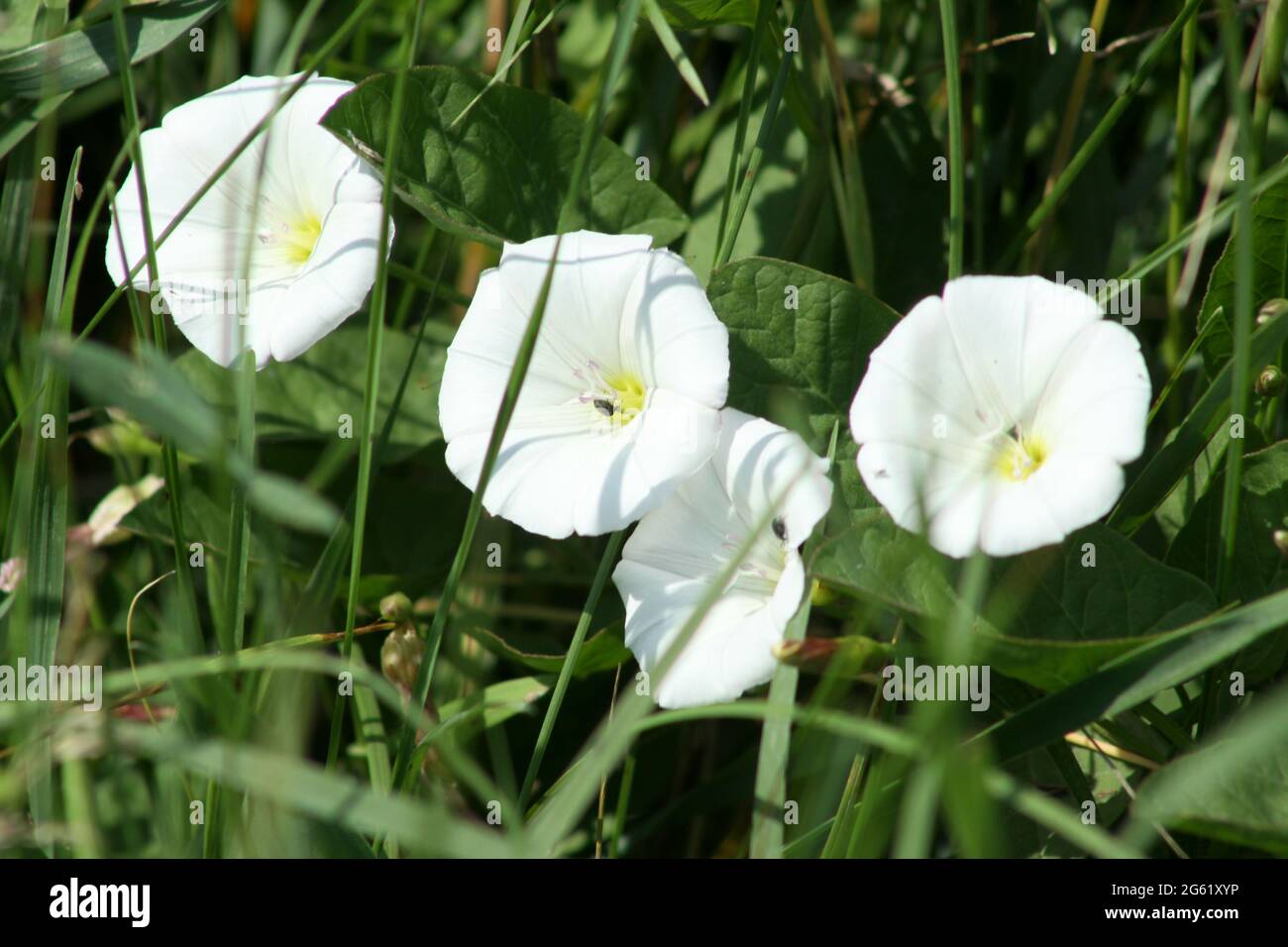 three Field bindweed in bloom with small bug inside close-up view Stock ...