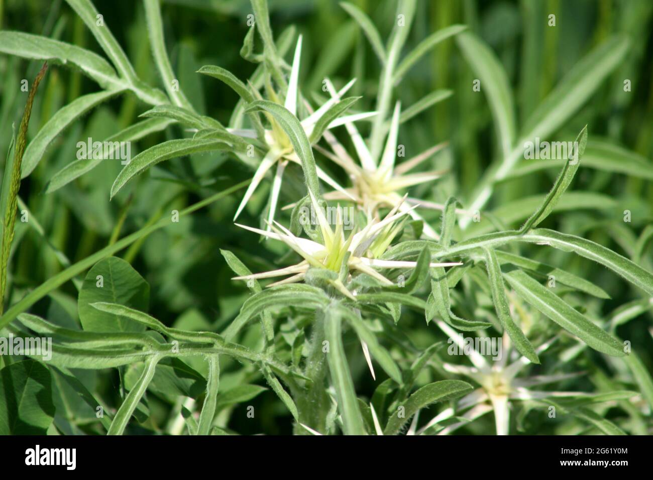 Red star thistle hi-res stock photography and images - Alamy