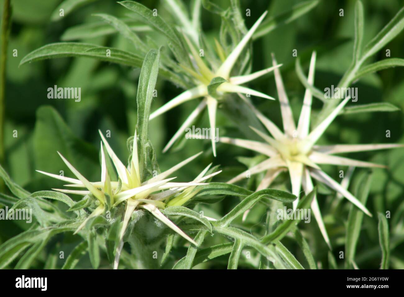 Purple star thistle hi-res stock photography and images - Alamy