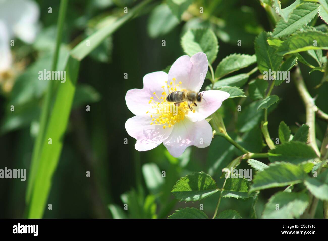 Glaucous rose hi-res stock photography and images - Alamy