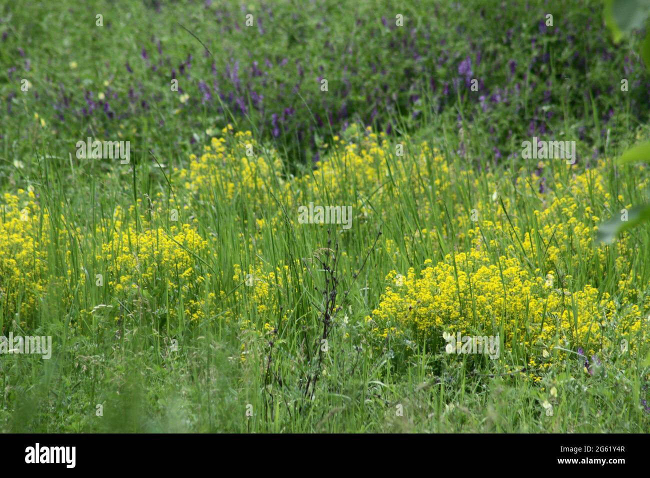 Garden yellow rocket landscape selective focus view of it Stock Photo ...