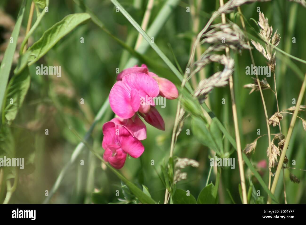 Tuberous pea in bloom close-up view with green background Stock Photo ...