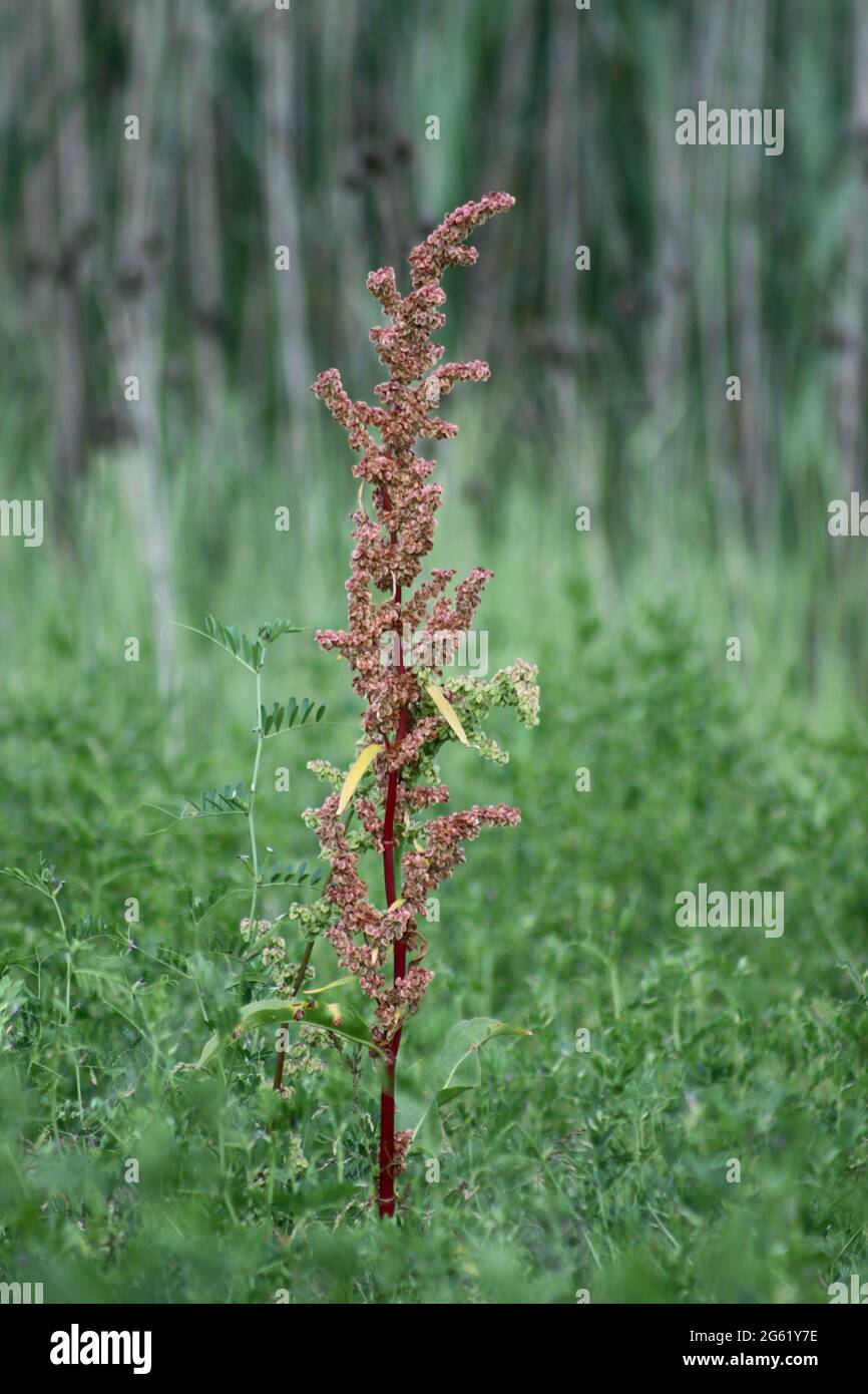 False goats beard hi-res stock photography and images - Alamy