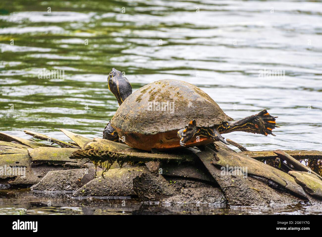 Cooter turtle (Pseudemys) basking by stretching out legs on a fallen ...