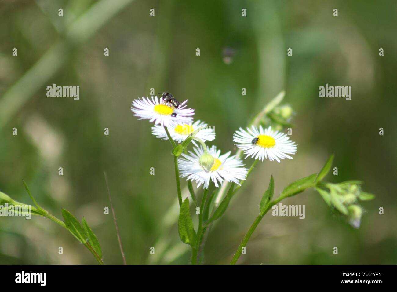 Seasonal insects hi-res stock photography and images - Alamy