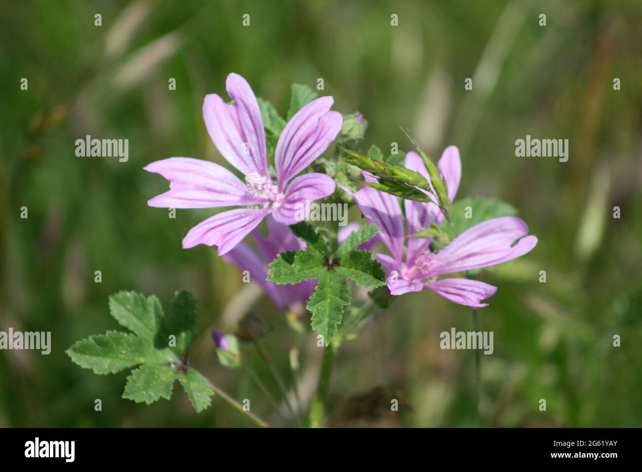 Real mallow hi-res stock photography and images - Alamy
