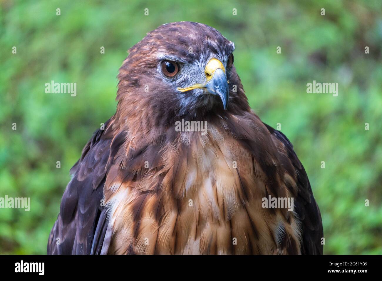 Buteo jamaicensis red tailed hawk hi-res stock photography and images ...