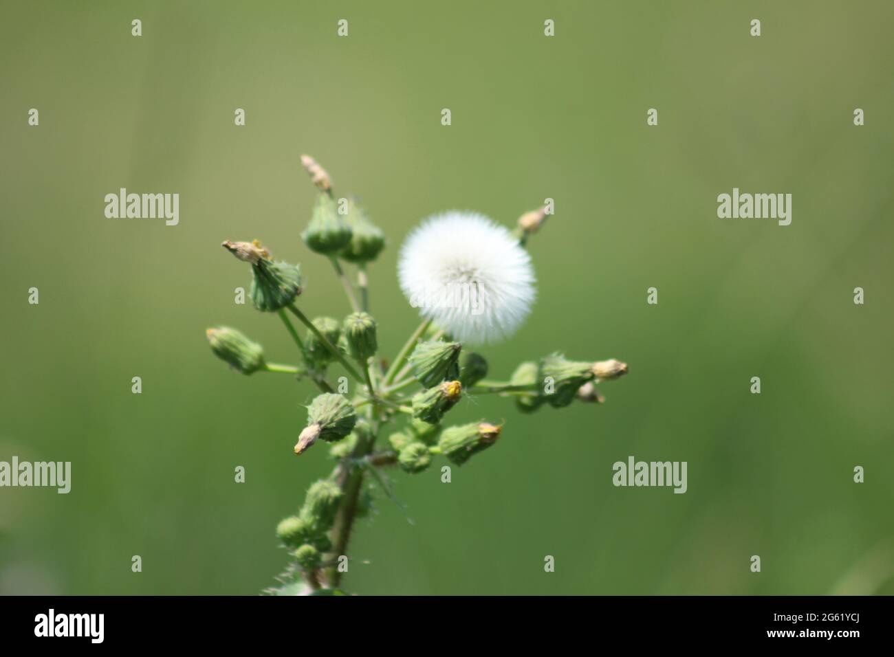 Spiny sowthistle seed close-up view with green background Stock Photo ...