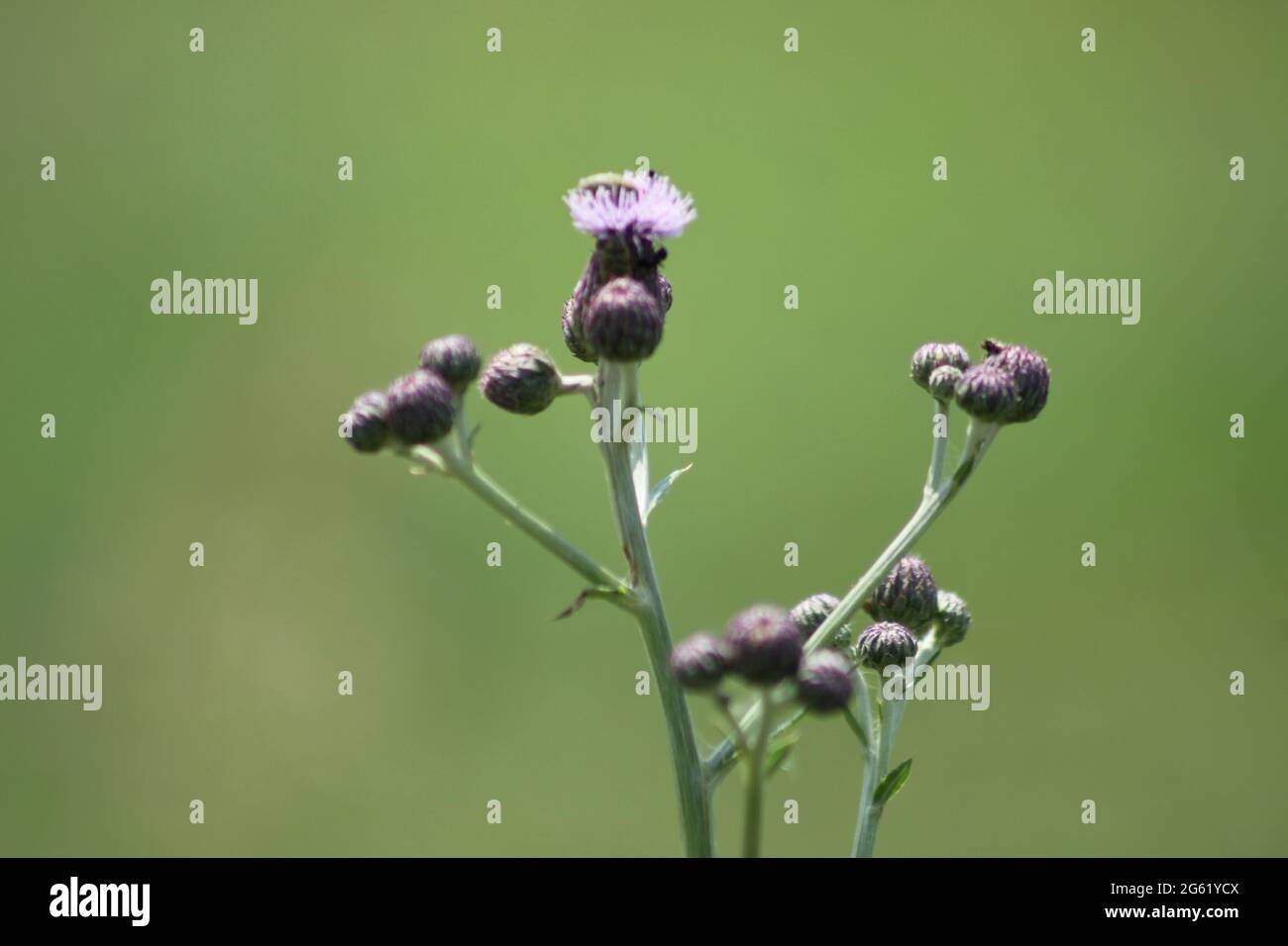 Creeping thistle close-up view with green background Stock Photo - Alamy