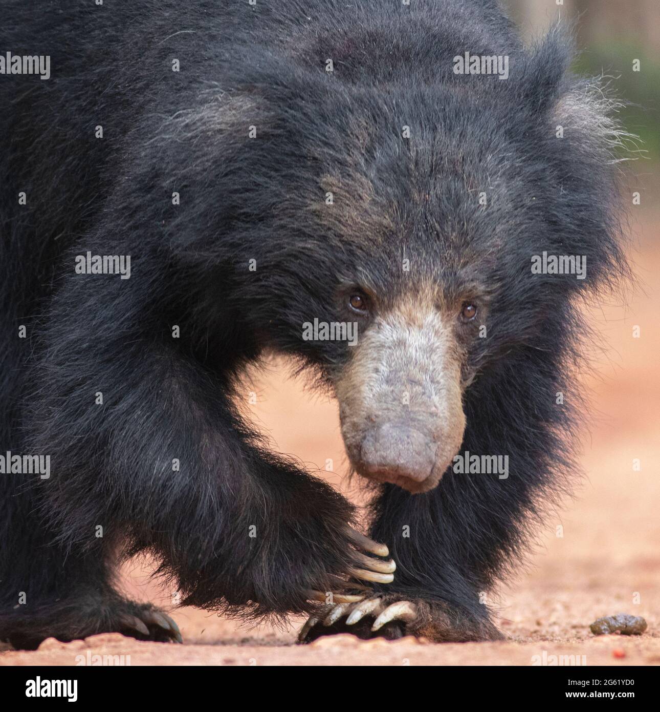 Black bear; sloth bear with long white claws from Yala national park ...
