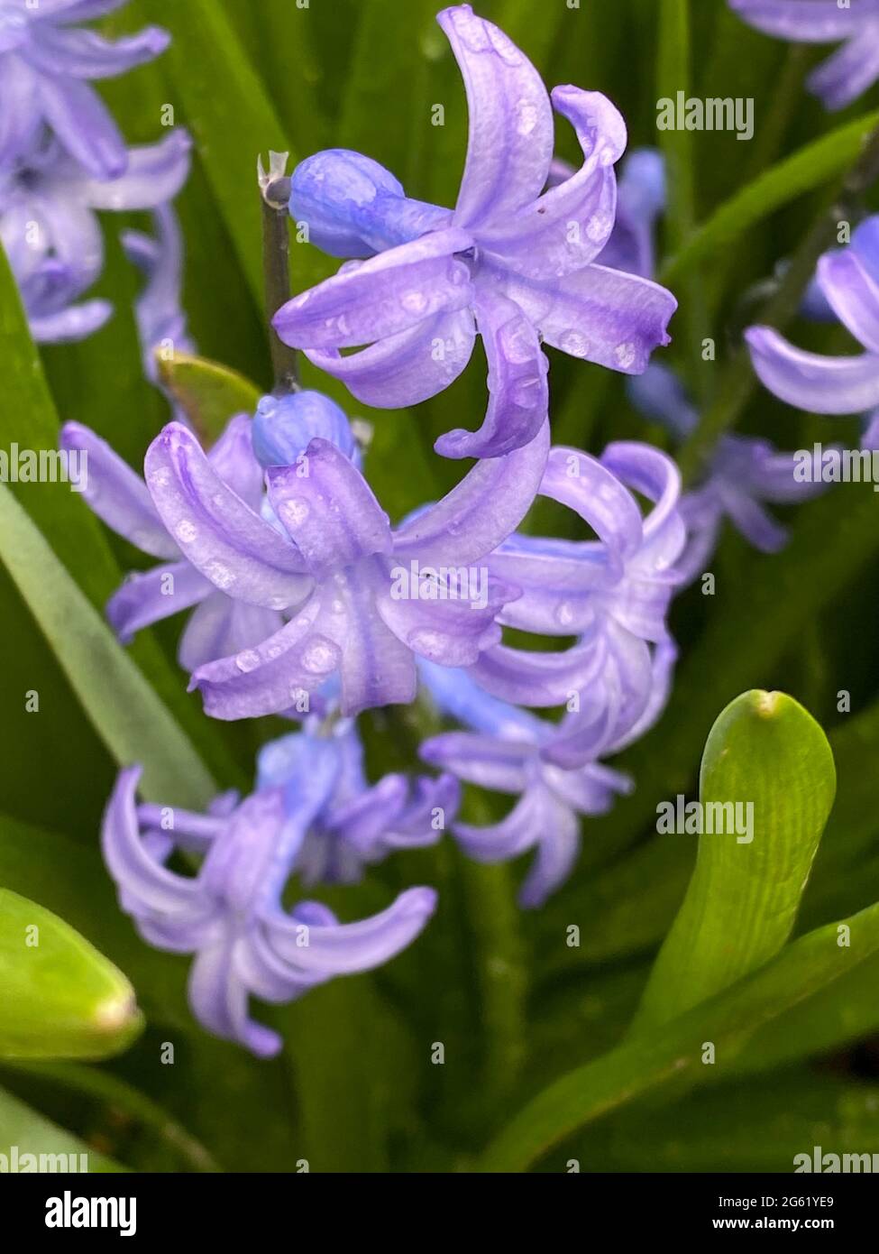 Magenta common hyacinth in bloom close-up view of Stock Photo - Alamy