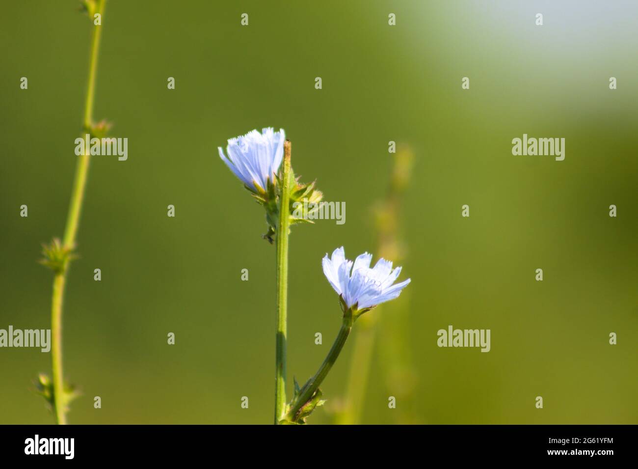 Common chicory in bloom close-up view with green background Stock Photo ...