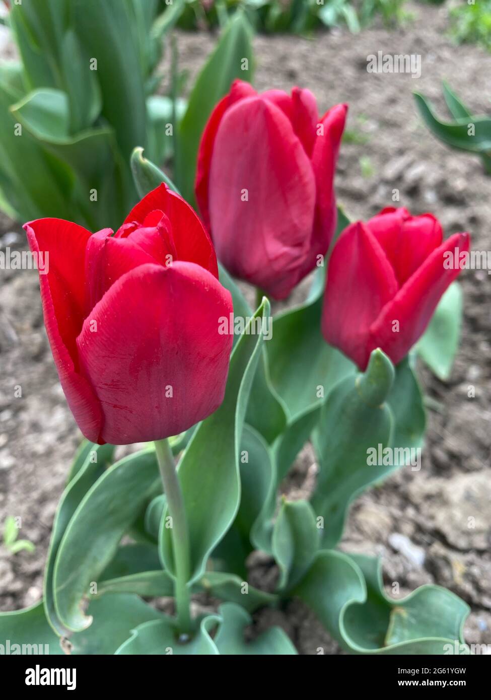 Three red tulips in bloom close-up view of it Stock Photo - Alamy