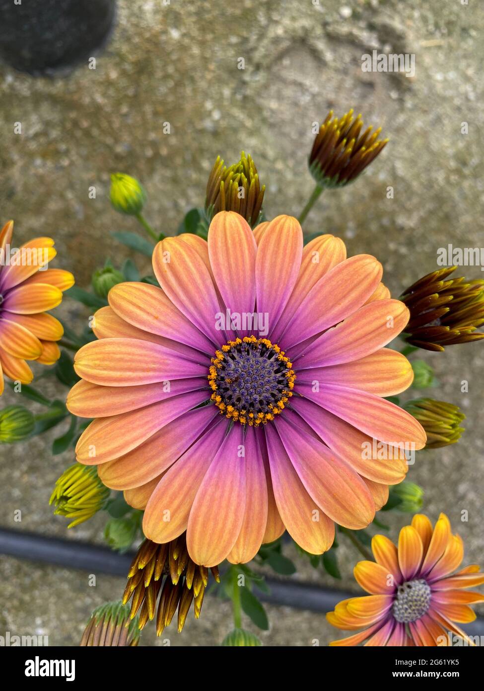 Cape flora hi-res stock photography and images - Alamy