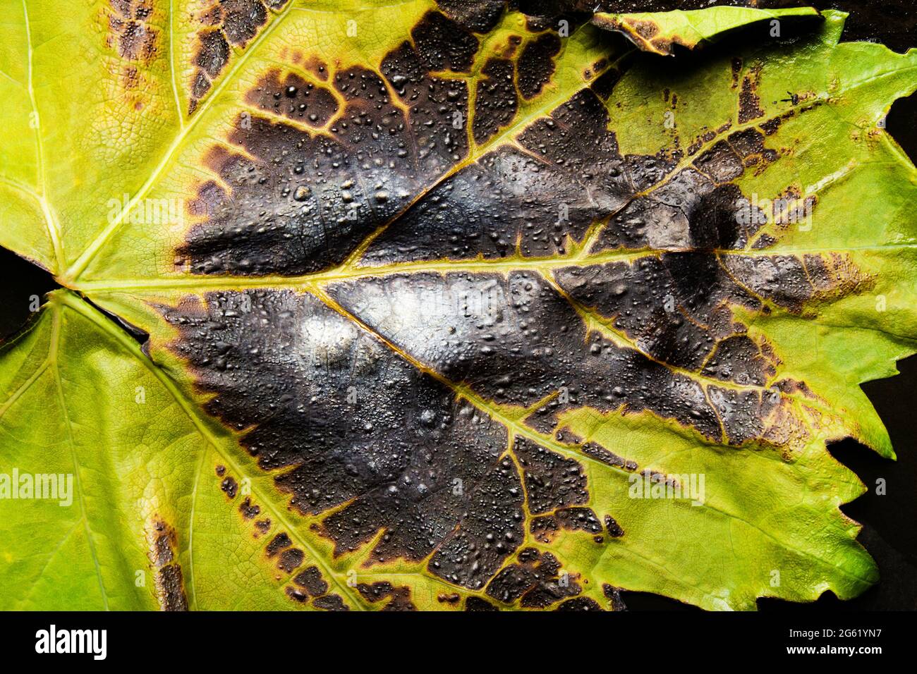 Close-up photo of burned green grapes leaf plant texture Stock Photo ...