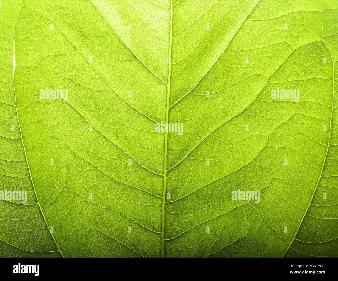 Macro close-up photo texture of green colored leaf pattern Stock Photo ...