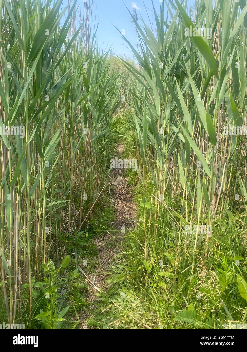Pathway between green reeds view of it Stock Photo - Alamy