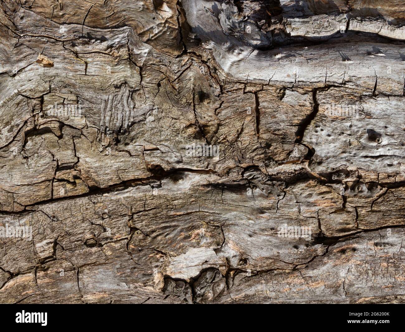 Texture photo of old tree trunk pattern with cracks Stock Photo - Alamy