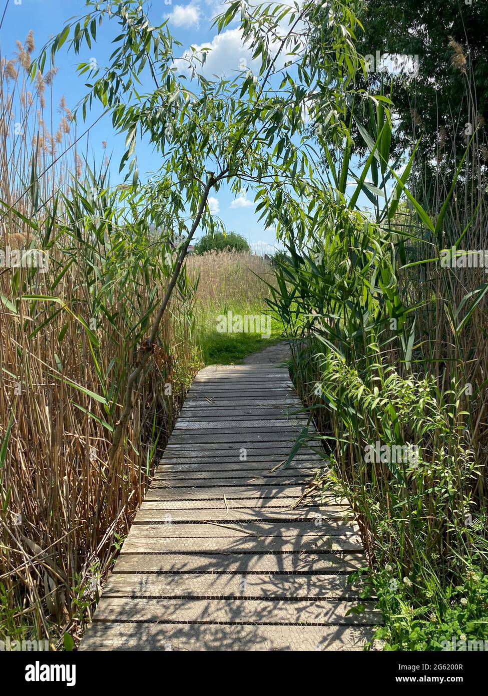 Wooden path with reeds on the left and right Stock Photo - Alamy