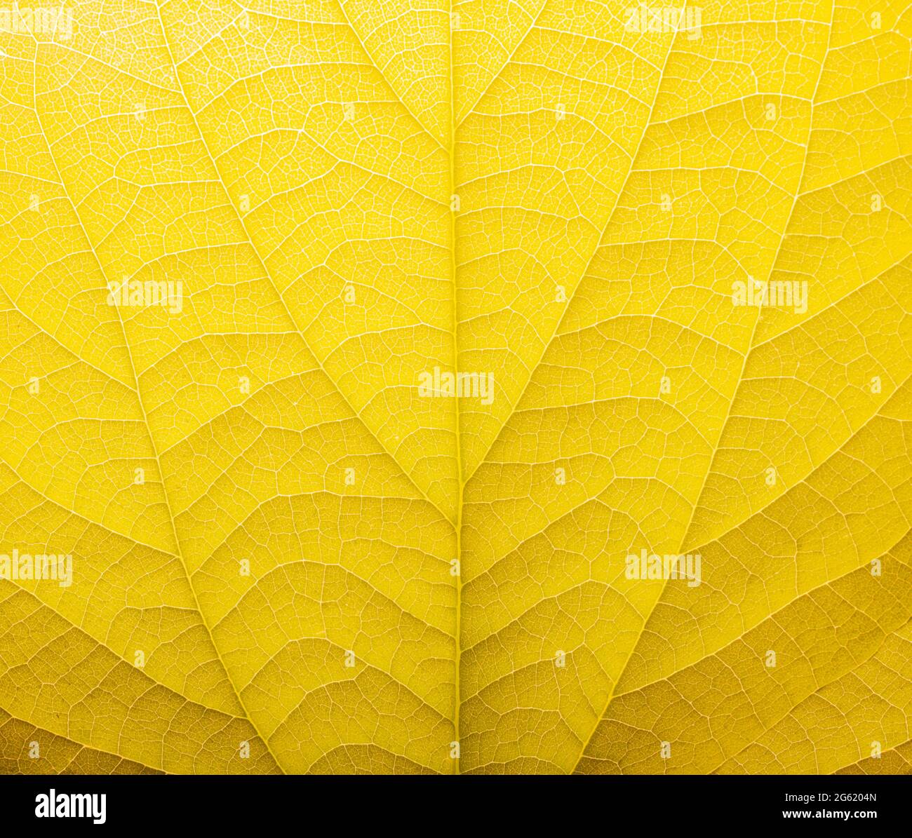 Macro close-up photo texture of yellow colored leaf pattern Stock Photo ...