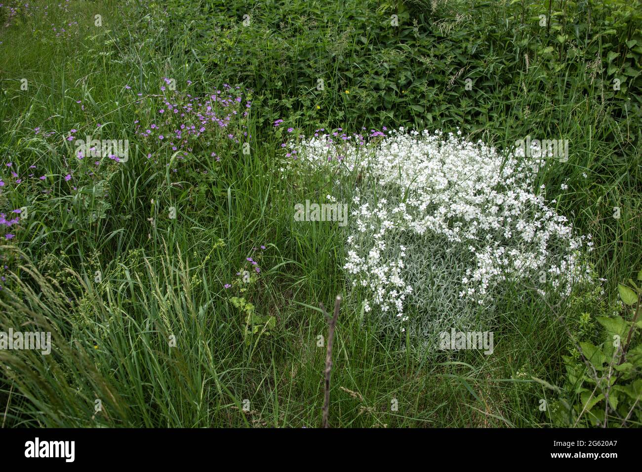 an uncultivated meadow in springtime with different grasses and ...