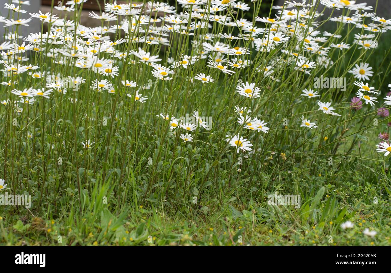 close-up of a group of marguerite daisies with white and yellow flowers ...
