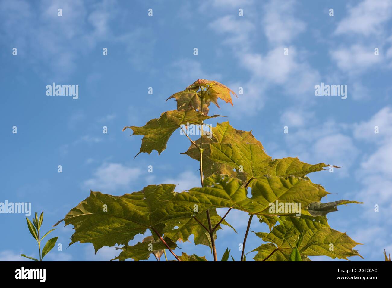 close-up of the fresh leaves of a maple seedling under blue sky Stock ...