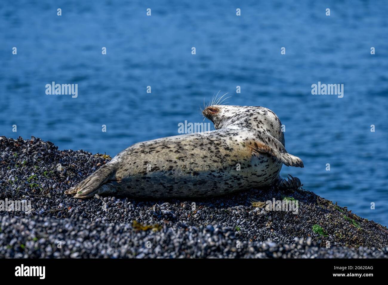 Seal rock state park hi-res stock photography and images - Alamy