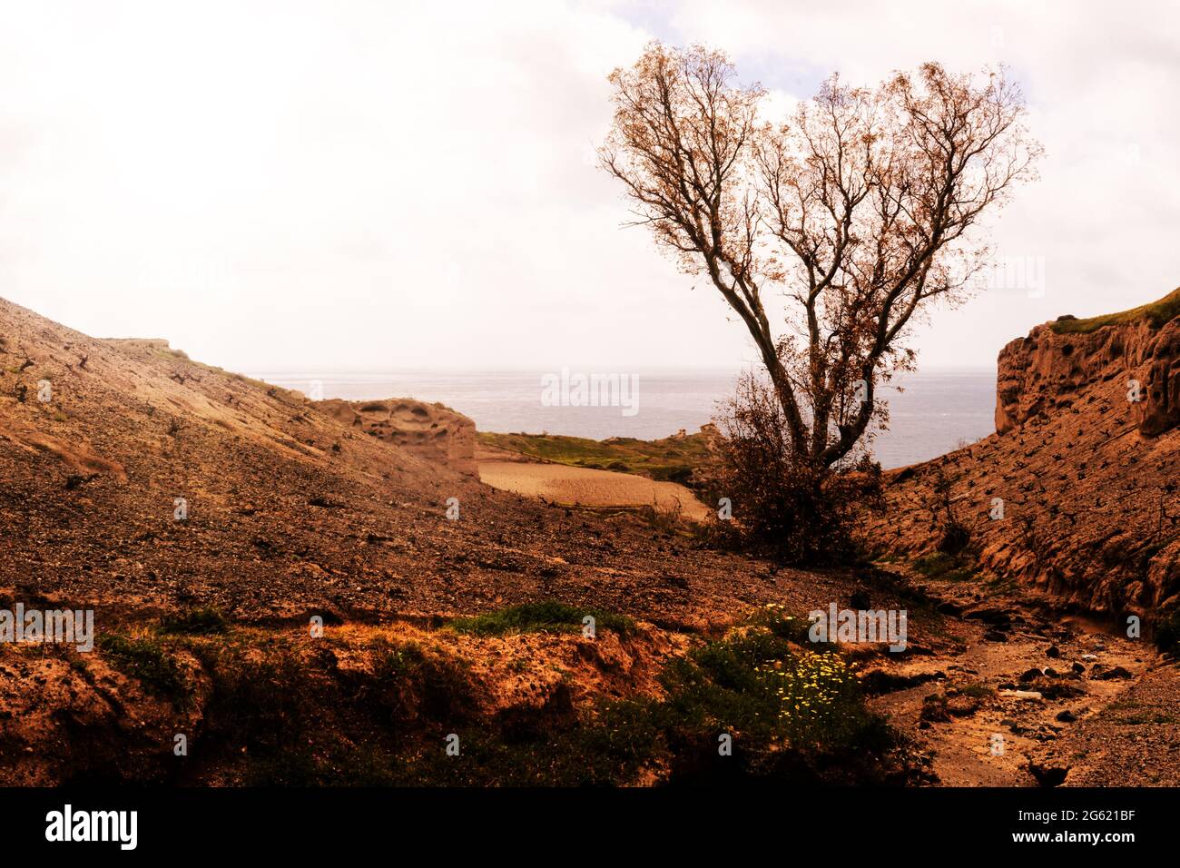 Single mediterranean pine tree hi-res stock photography and images - Alamy