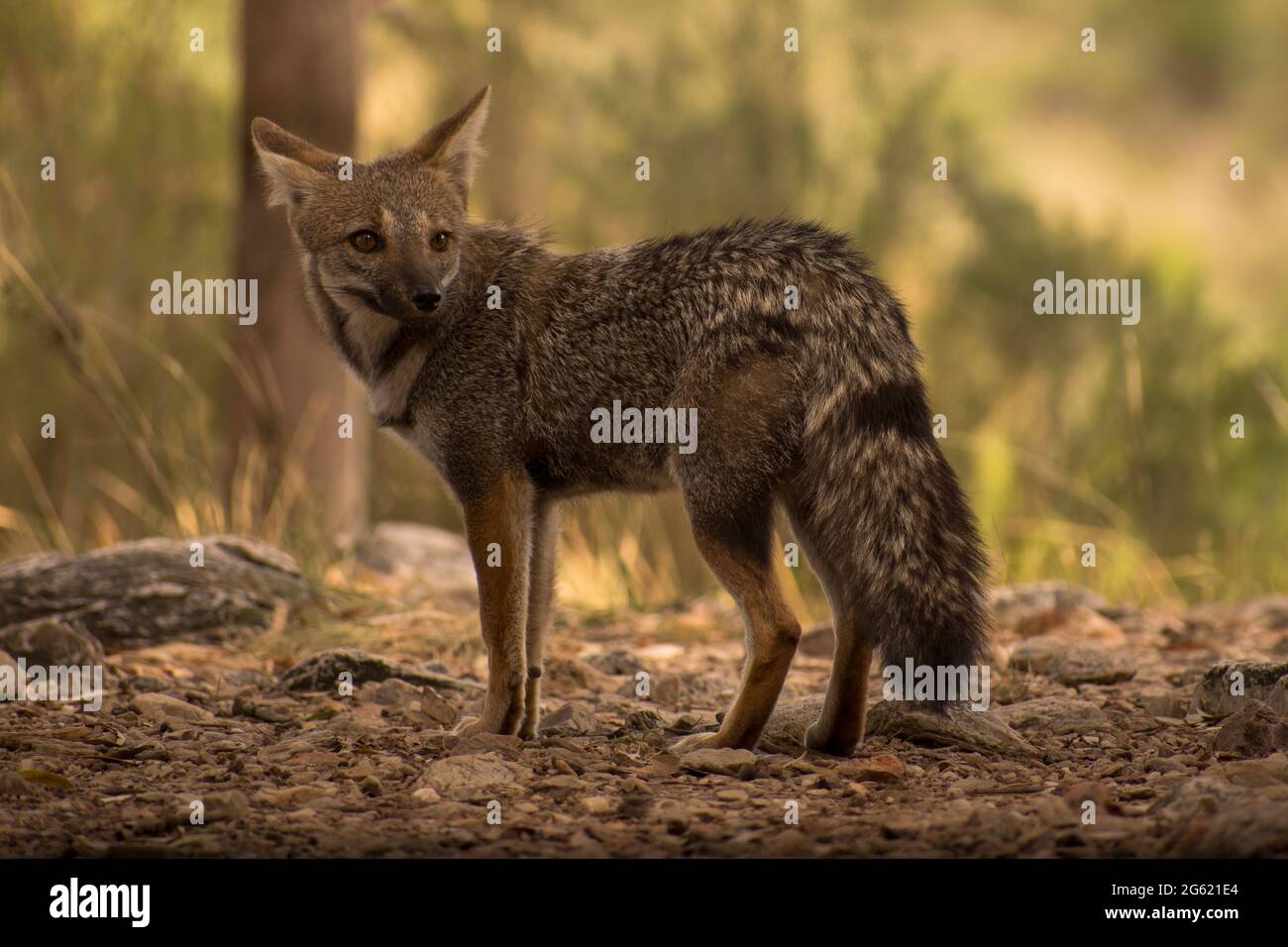 Pampas Fox
