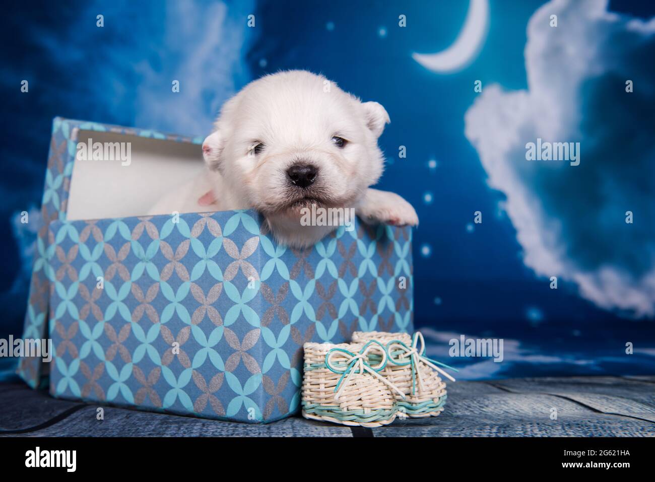 White fluffy small Samoyed puppy dog in a gift box Stock Photo - Alamy