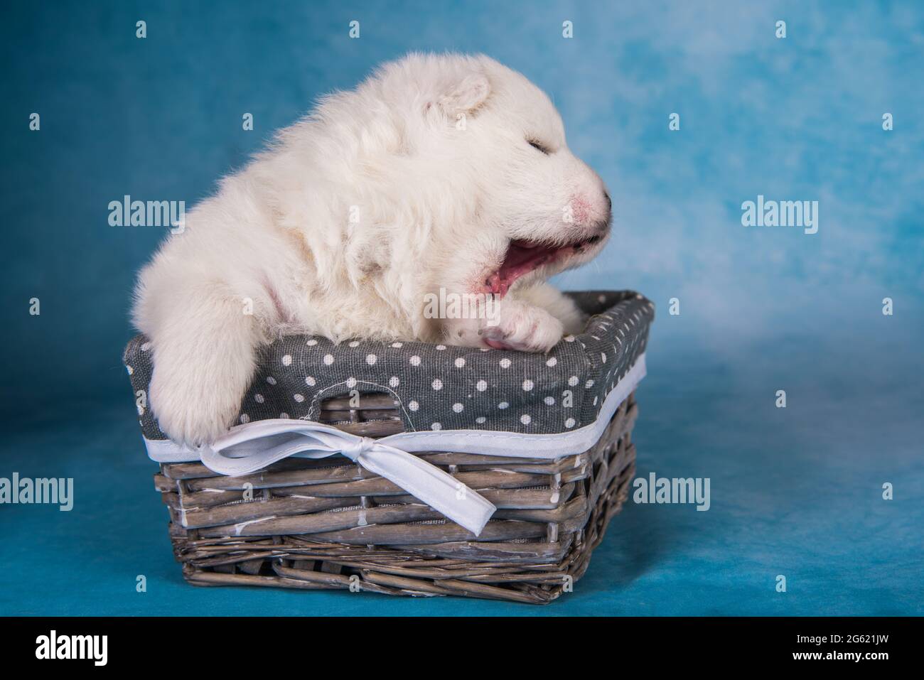 White fluffy small Samoyed puppy dog in a gift box Stock Photo - Alamy