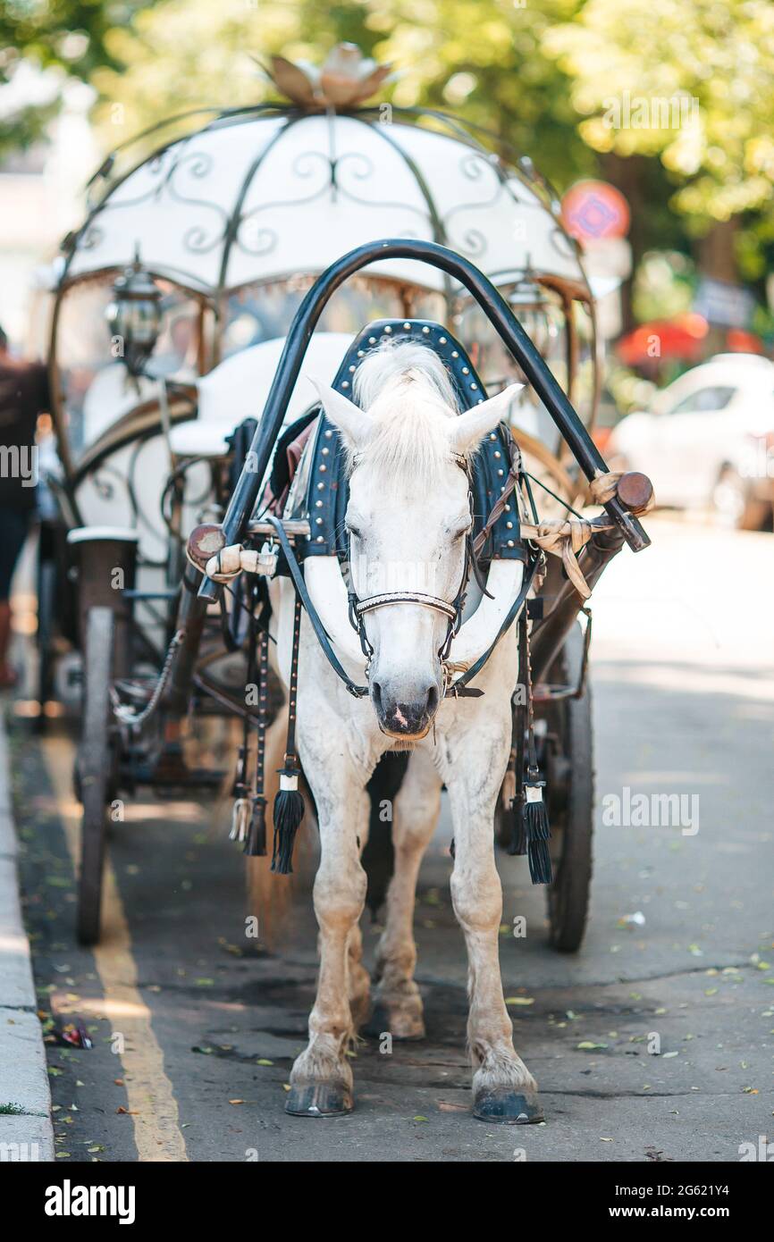 Traditional horse coach Fiaker in Europe Stock Photo - Alamy